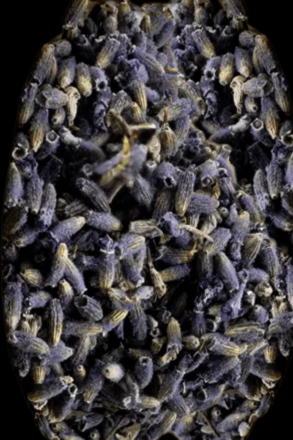 DRE Ritual Essentials Range: Lavender Flowers 10-grams — Dusty Rose ...